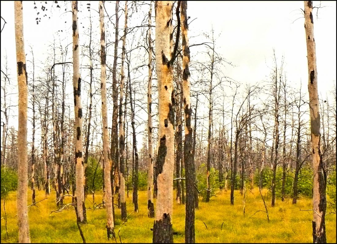 Taking a good look at dead trees | News, Sports, Jobs - Daily Press